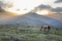 Indahnya Padang Savana Mausui Manggarai – tripflores.com
